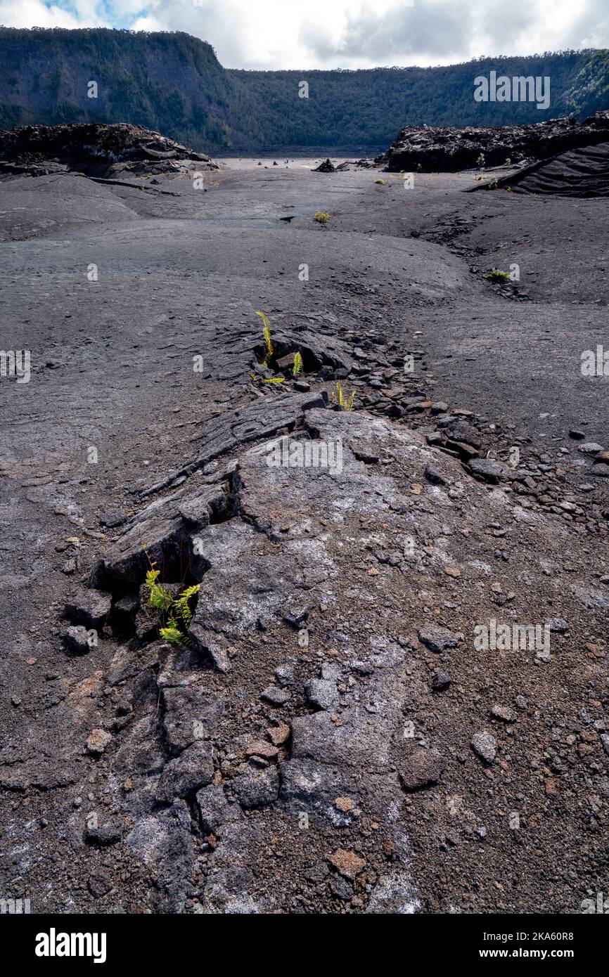 Hiking through old lava field in Volcano National Park in Hilo Big ...