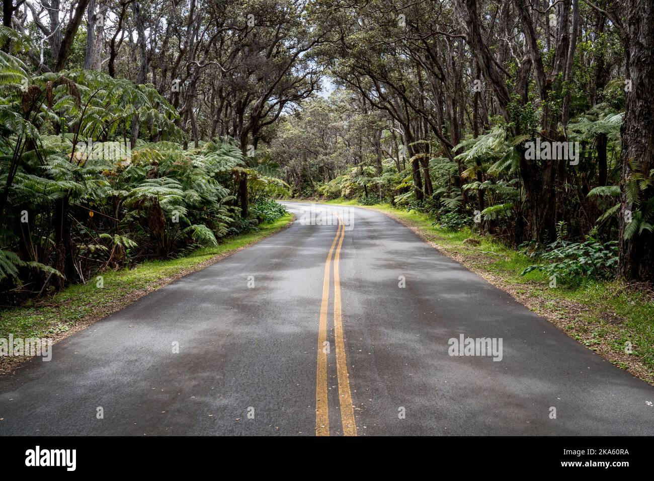 tree tunnel road with sunlight shining through the forest on Volcano ...