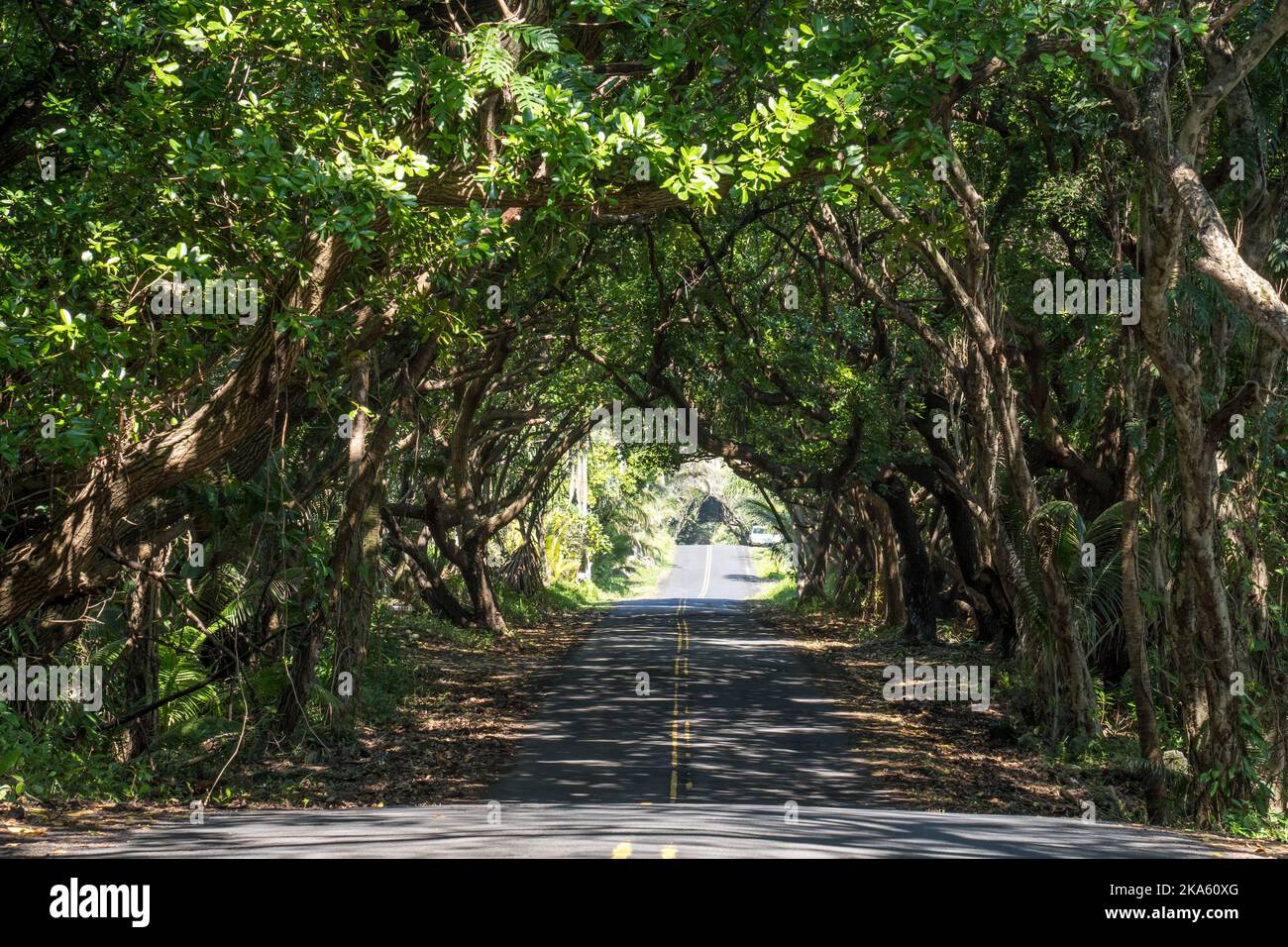 tree tunnel road with sunlight shining through the forest on Puna ...