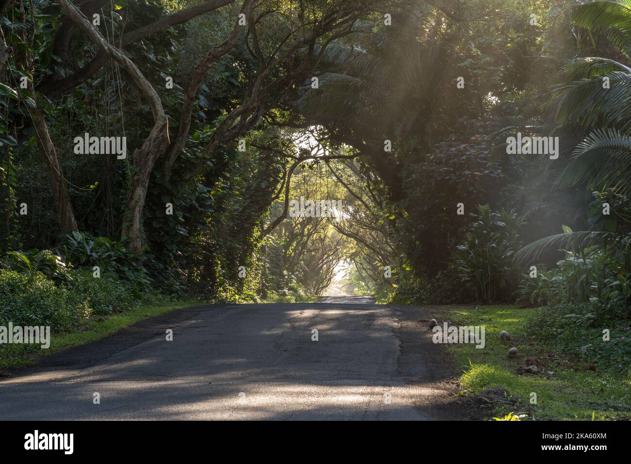 tree tunnel road with sunlight shining through the forest on Puna ...