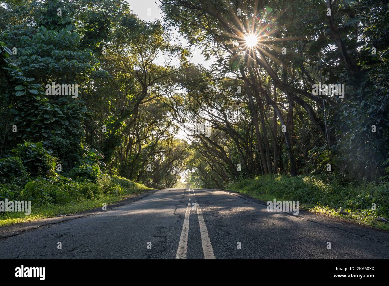tree tunnel road with sunlight shining through the forest on Puna ...