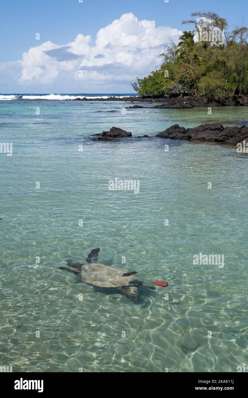 Green sea turtle swimming in hi-res stock photography and images - Alamy