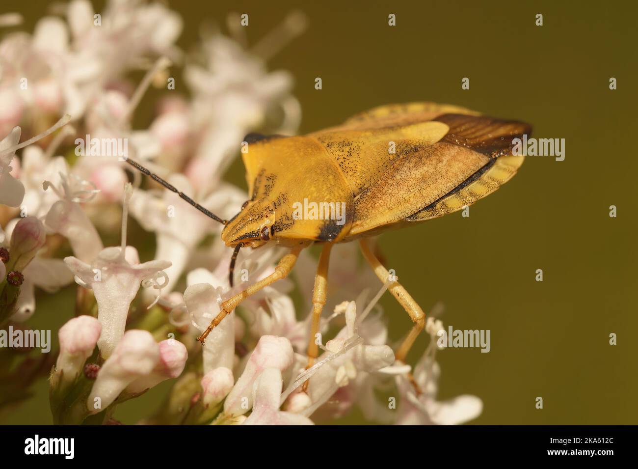 European stink bugs hi-res stock photography and images - Alamy