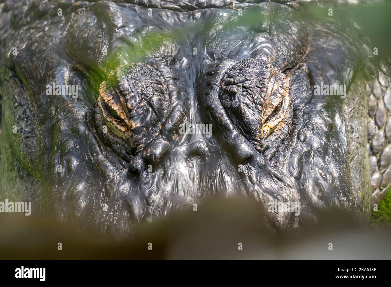 Close up crocodile eyes staring Stock Photo - Alamy
