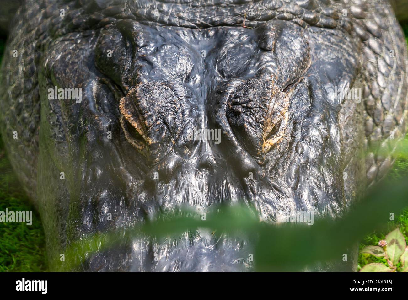 Close up crocodile hi-res stock photography and images - Alamy