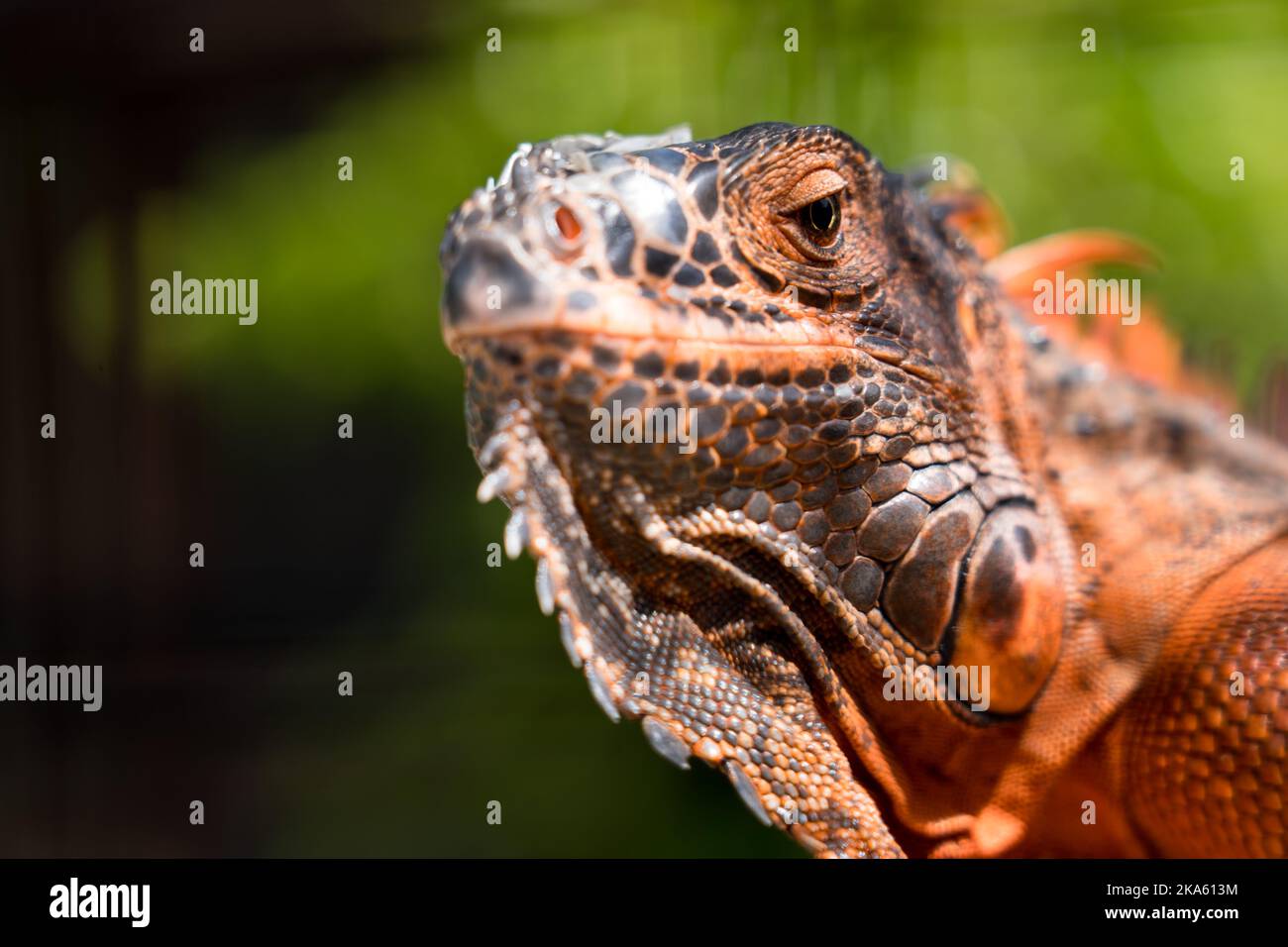 Red skin island hi-res stock photography and images - Alamy