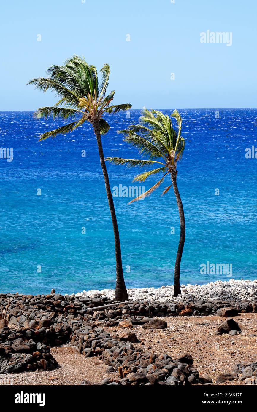 2 Palms bending to the wind on Big Island Hawaii Stock Photo - Alamy
