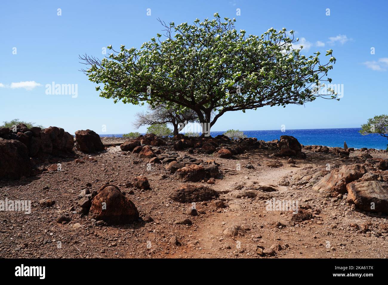 Lonley tree in the sun on Big Island Hawaii Stock Photo - Alamy