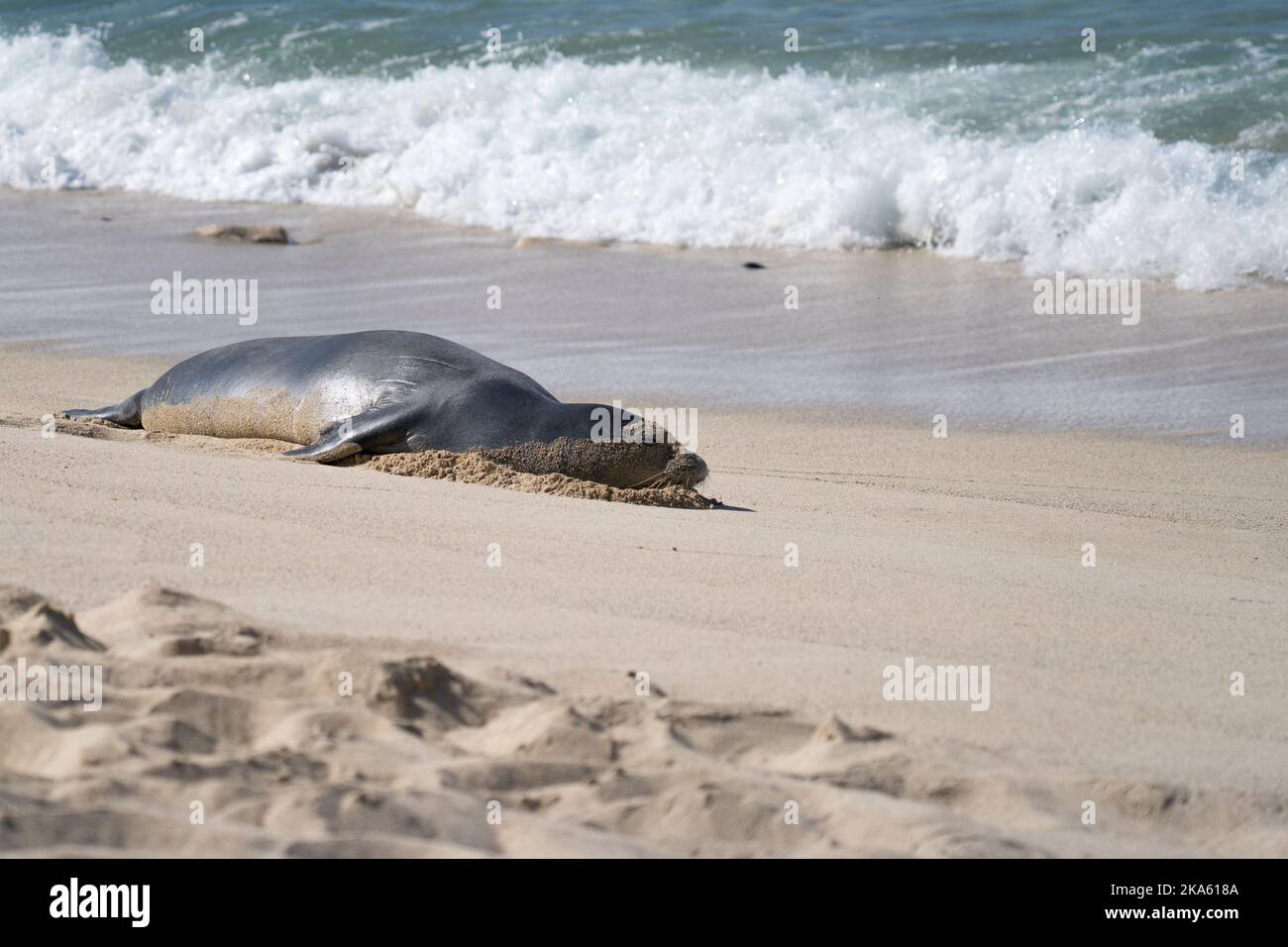 Sleeping seal on a beach of Big Islang Hawaii Stock Photo - Alamy