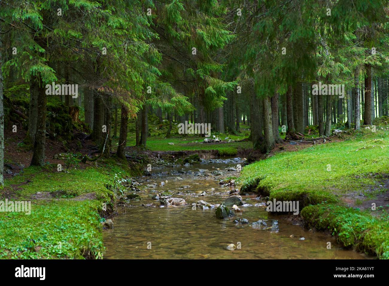 River flowing lazily through a pine forest in a foggy morning Stock ...