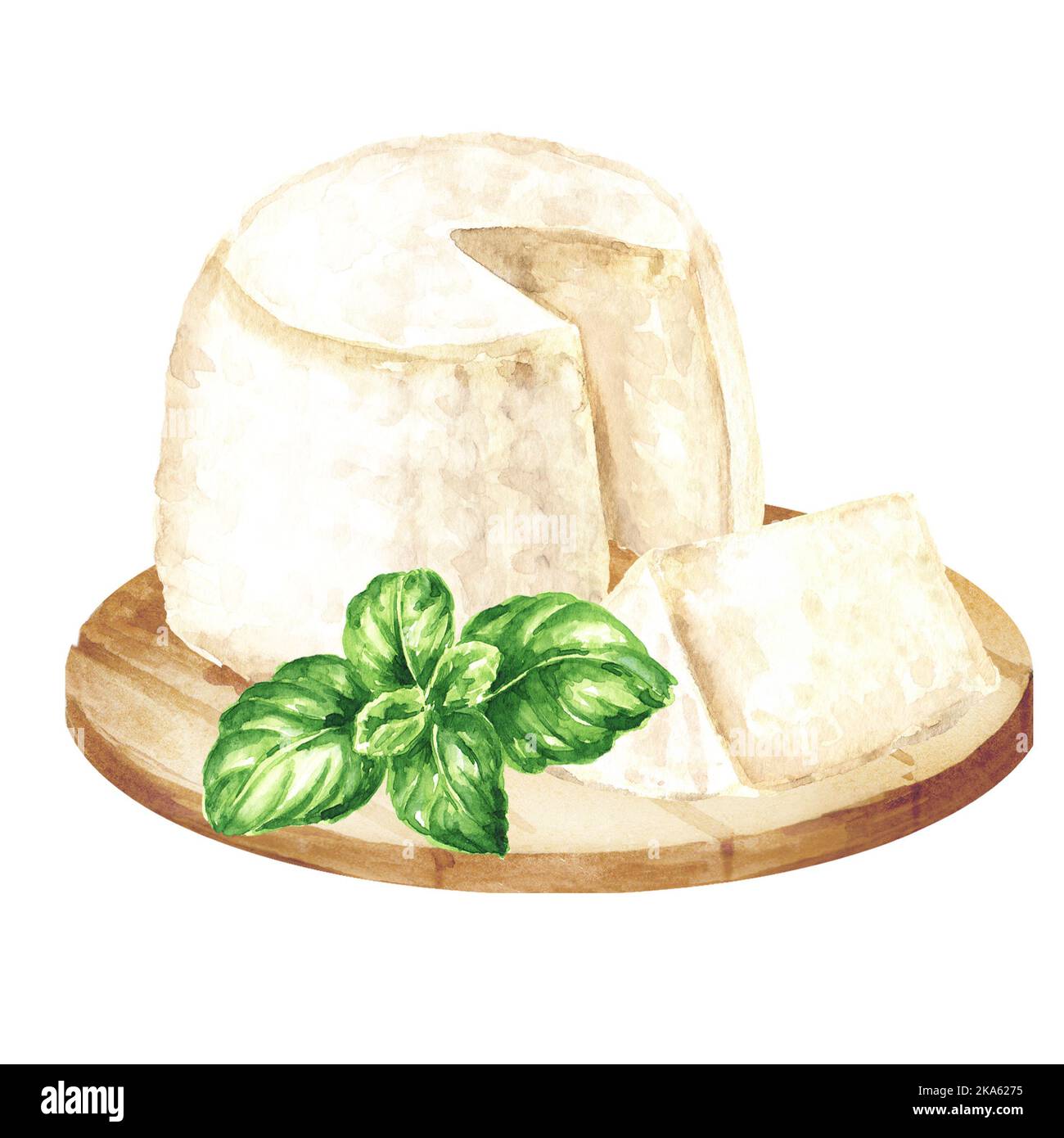 Ricotta homemade soft cheese with basil. Hand drawn watercolor ...