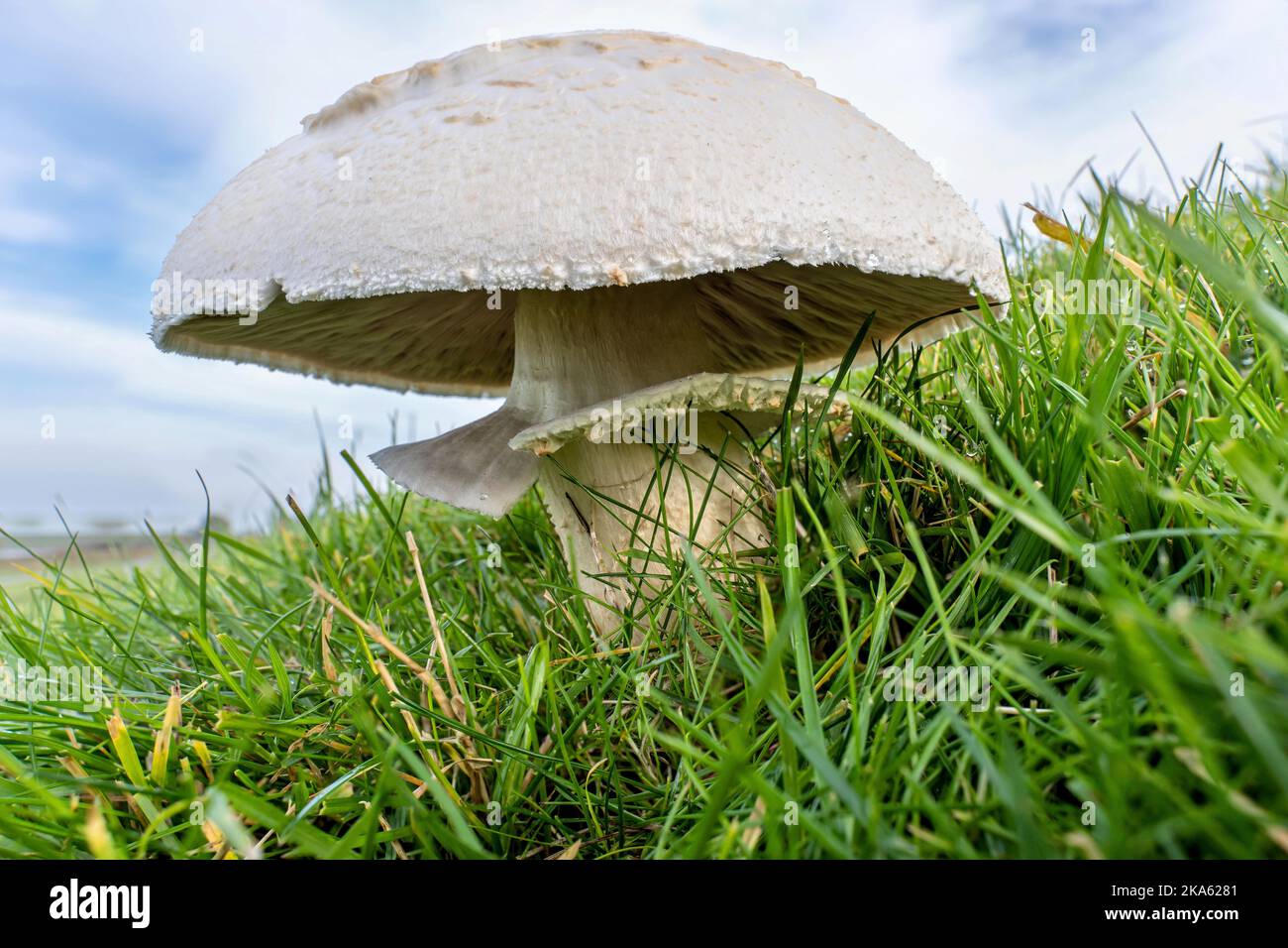 Champignon agaricus bisporus mushroom hi-res stock photography and ...