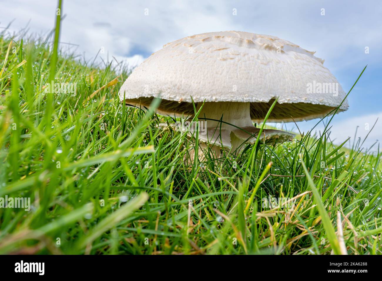Champignon agaricus bisporus mushroom hi-res stock photography and ...