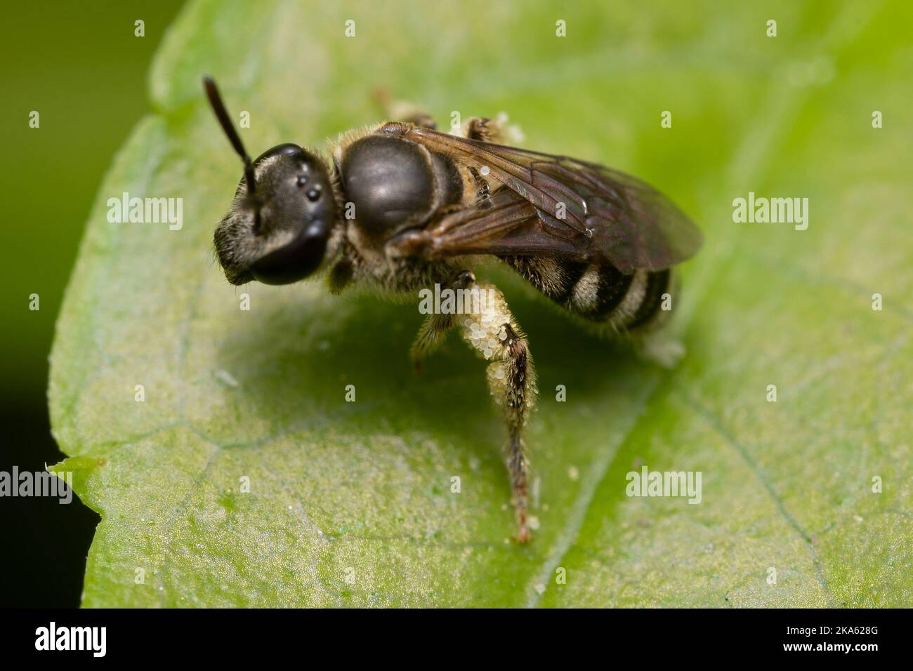 Pollen legs hi-res stock photography and images - Alamy