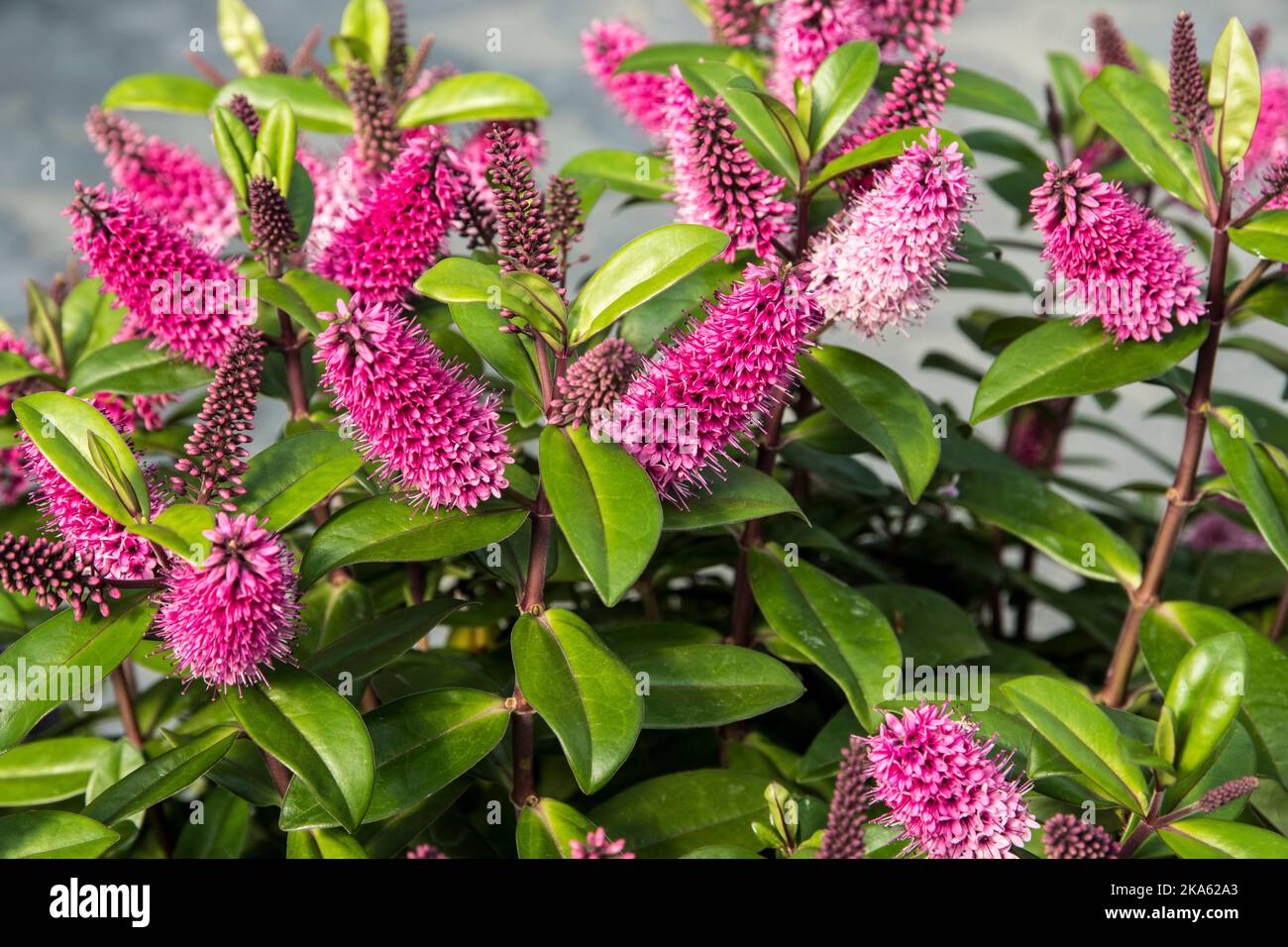 Hebe ADDENDA Stock Photo - Alamy