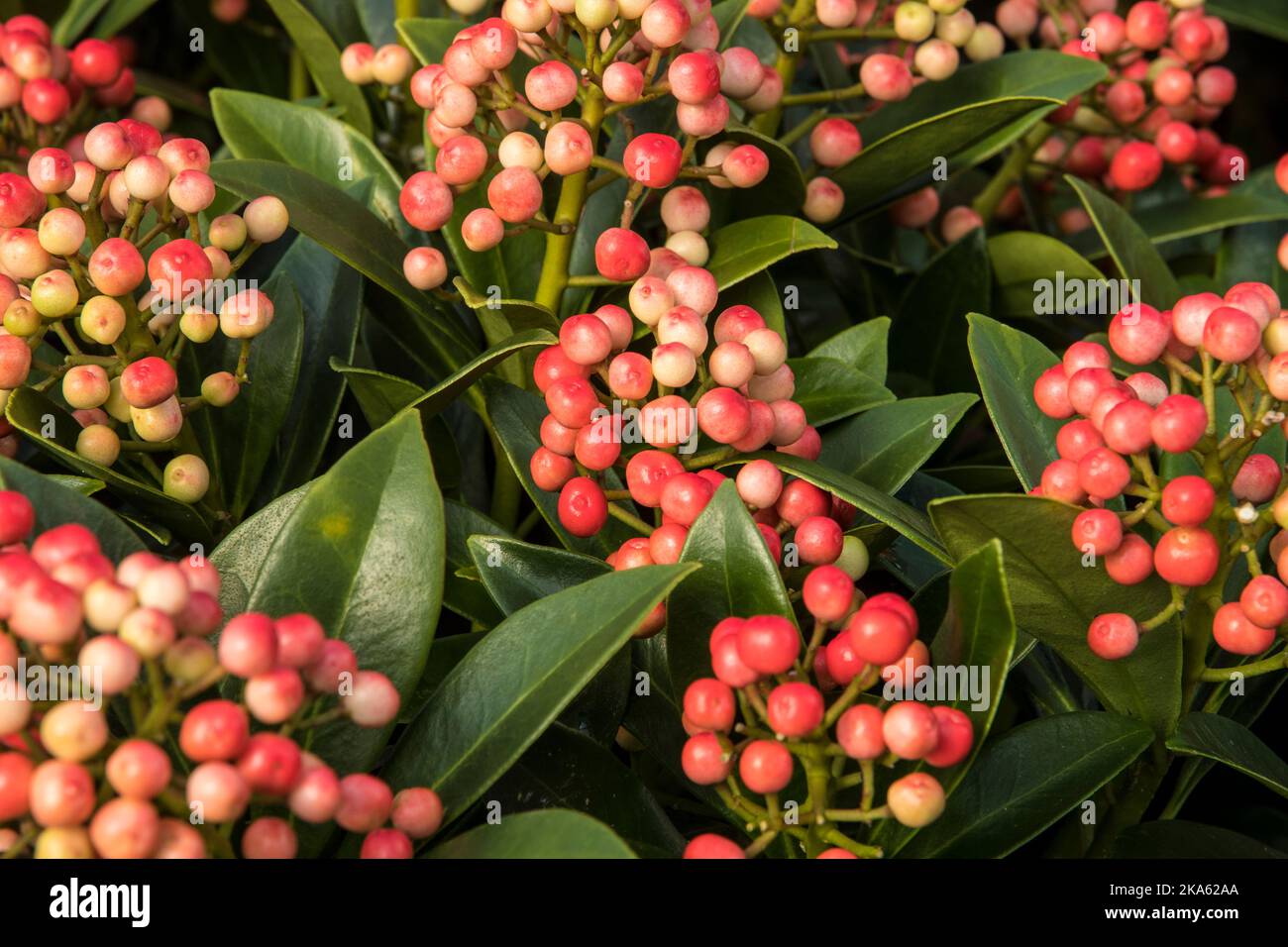 Berries of Skimmia japonica 'Pabella' Stock Photo - Alamy
