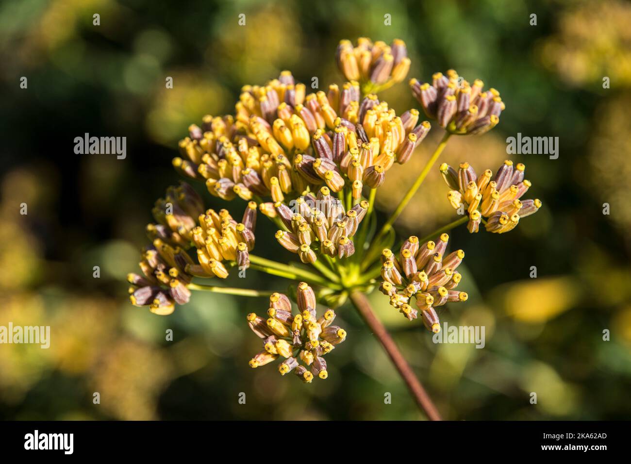 Bupleurum fruticosum hi-res stock photography and images - Alamy