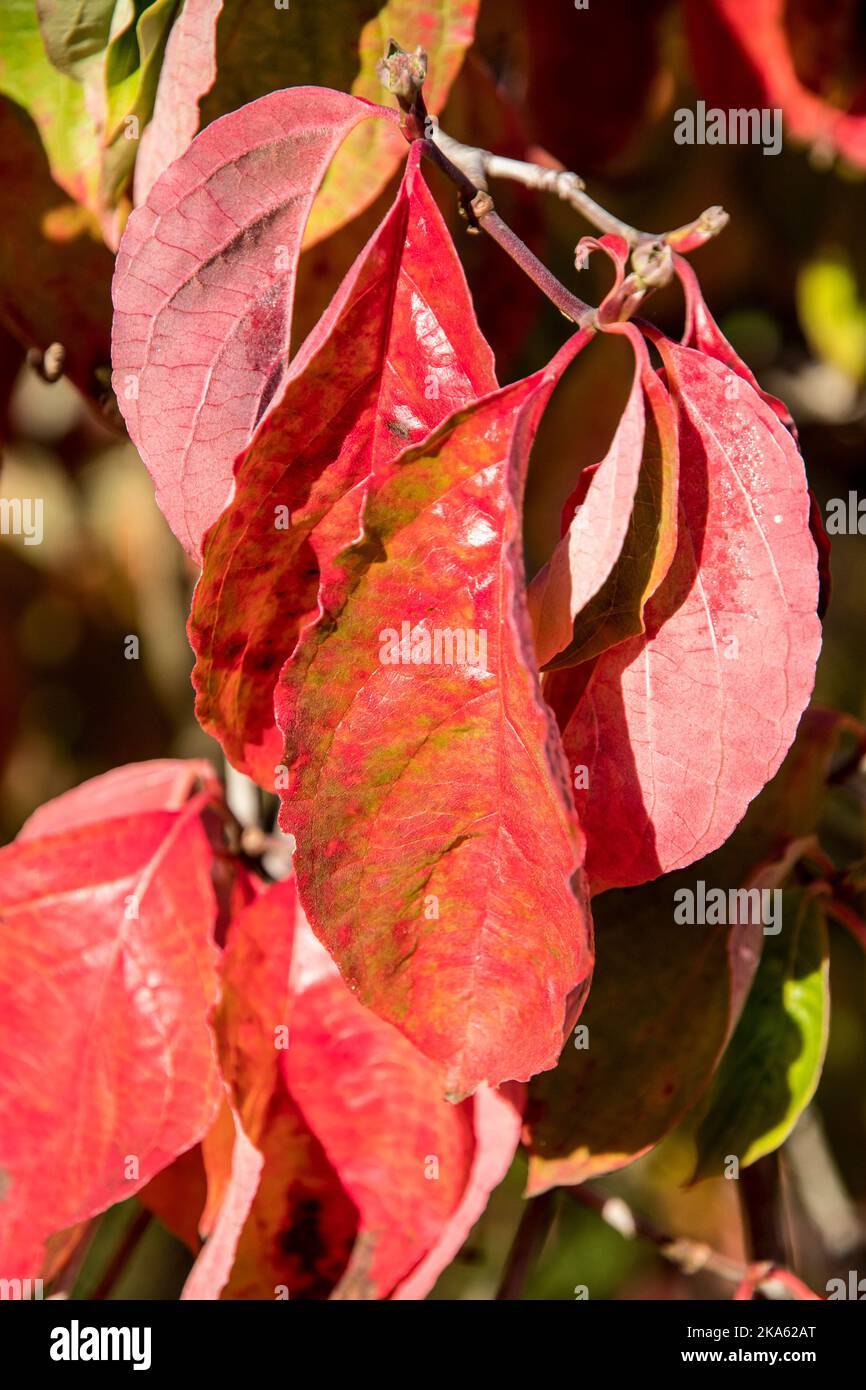 Autumn colors of Cornus nuttallii Stock Photo - Alamy