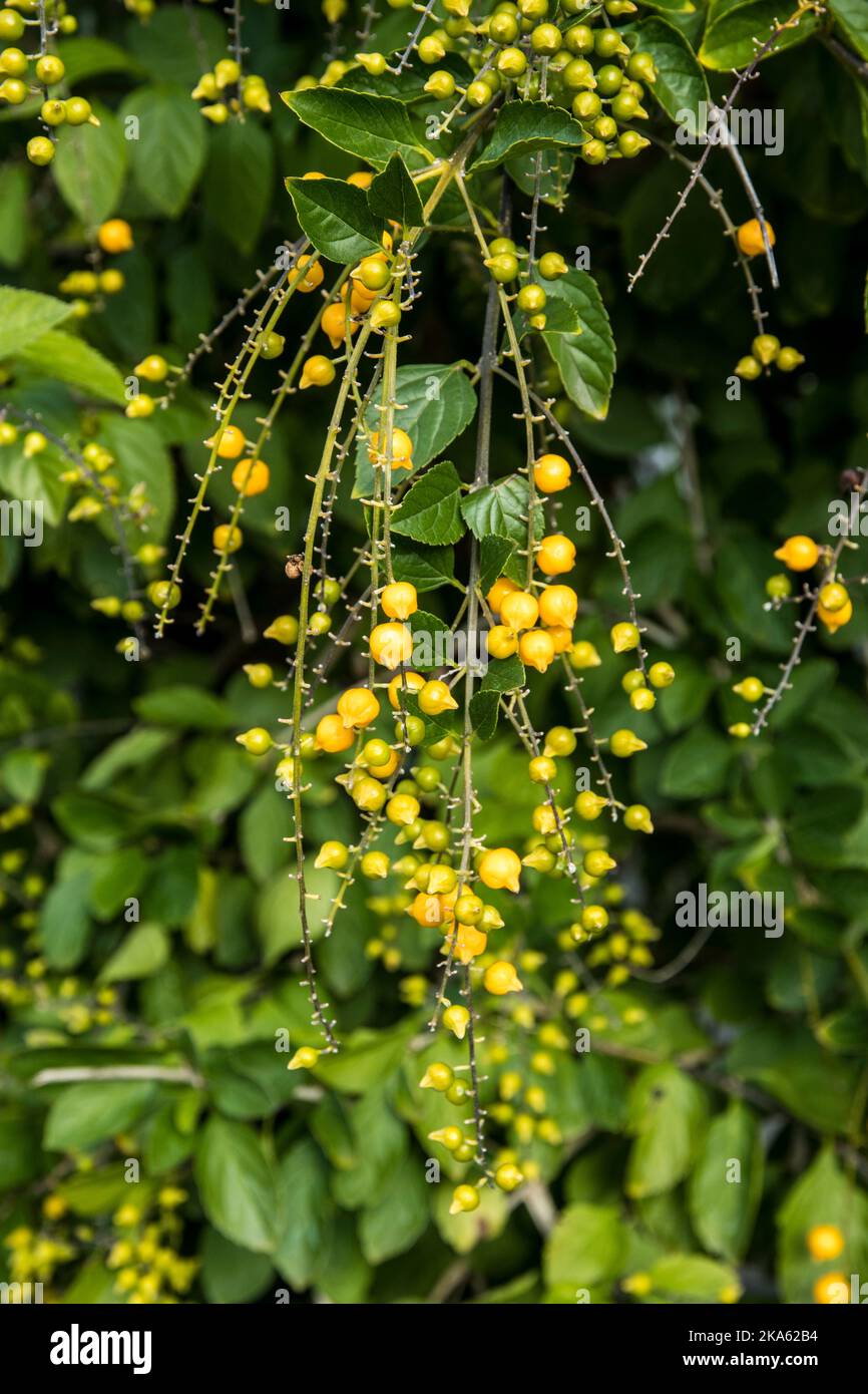 Duranta plant hi-res stock photography and images - Alamy