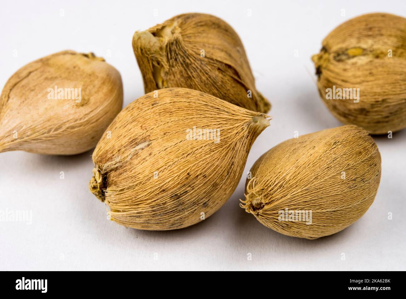 Bulbs of Iris reticulata 'Harmony' Stock Photo - Alamy