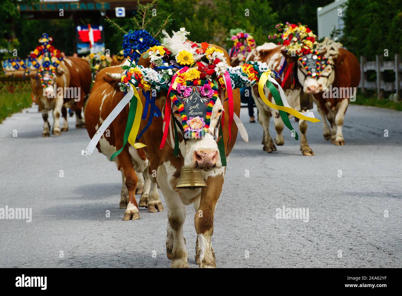 Almabtrieb in Austria colorfully decorated cows Stock Photo - Alamy