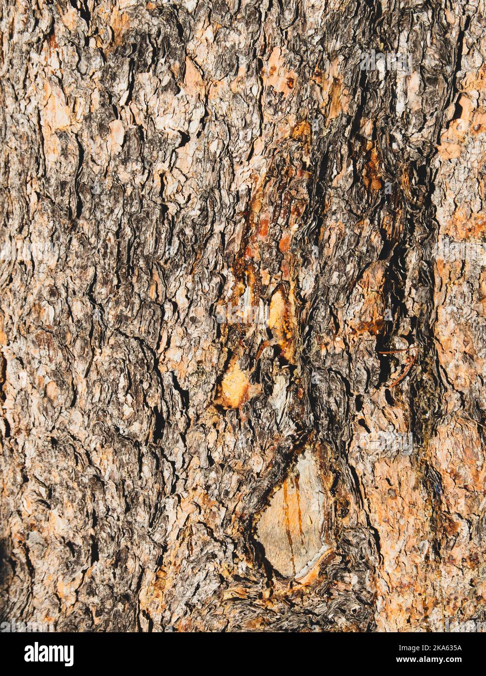 Rough tree hi-res stock photography and images - Alamy