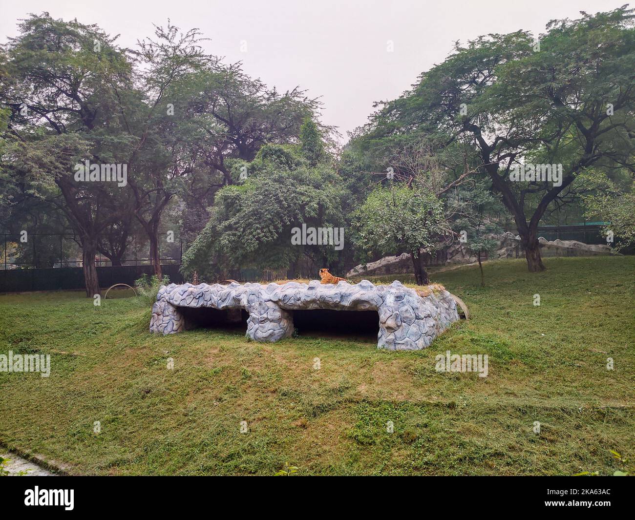 November 2nd 2019 New Delhi India. A bengal tiger at a Delhi Zoo ...