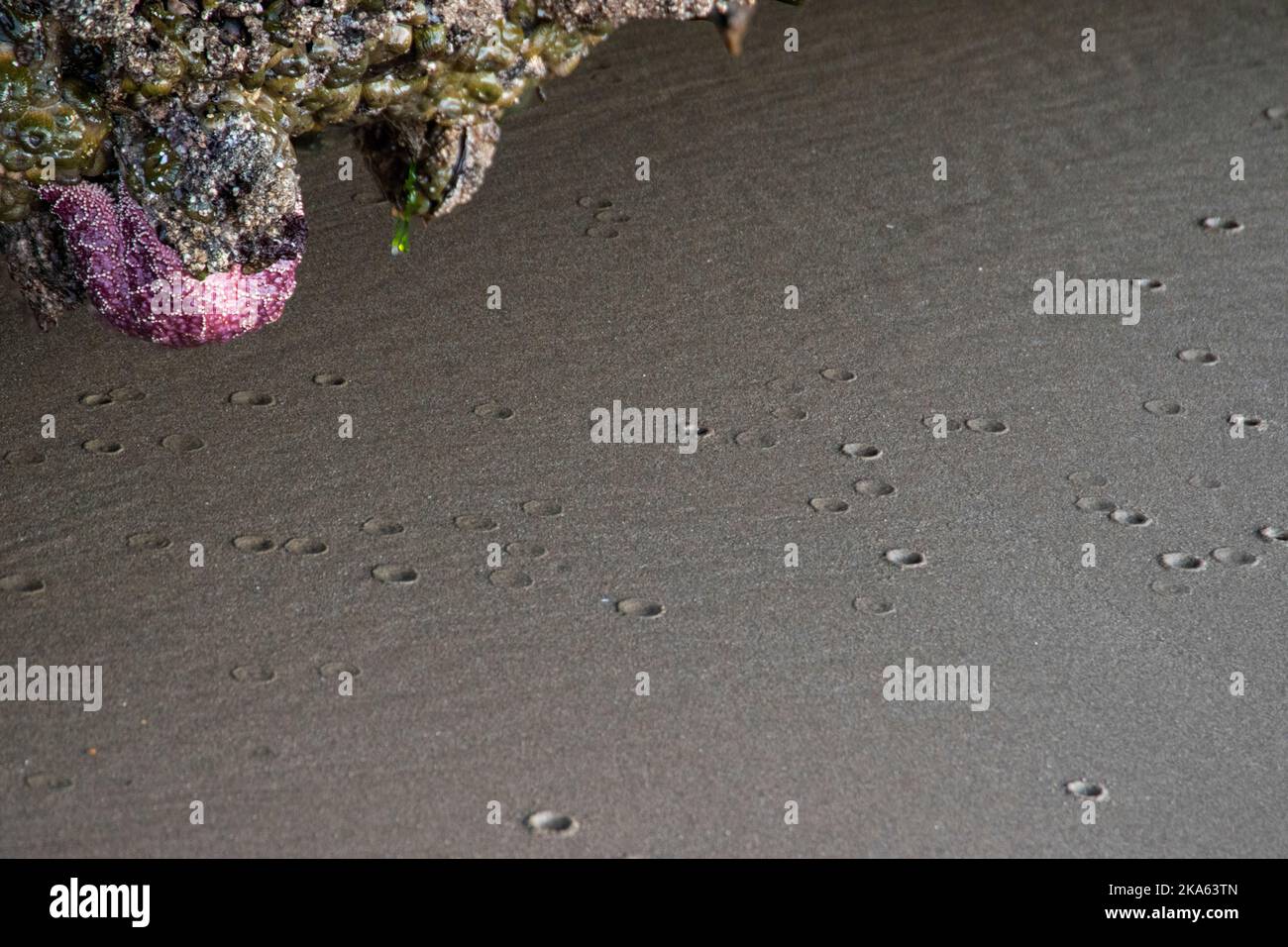Star fish clinging to the barnacle covered sea stacks, on the Oregon ...