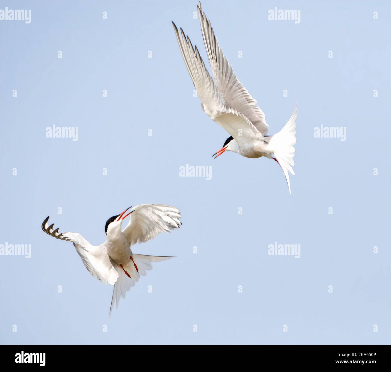 Vechtende Visdieven; Fighting Common Terns Stock Photo - Alamy