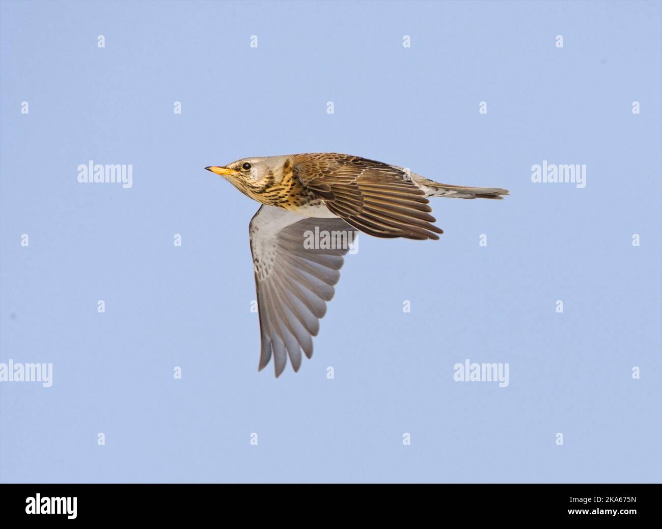 Kramsvogel in de vlucht; Fieldfare in flight Stock Photo - Alamy