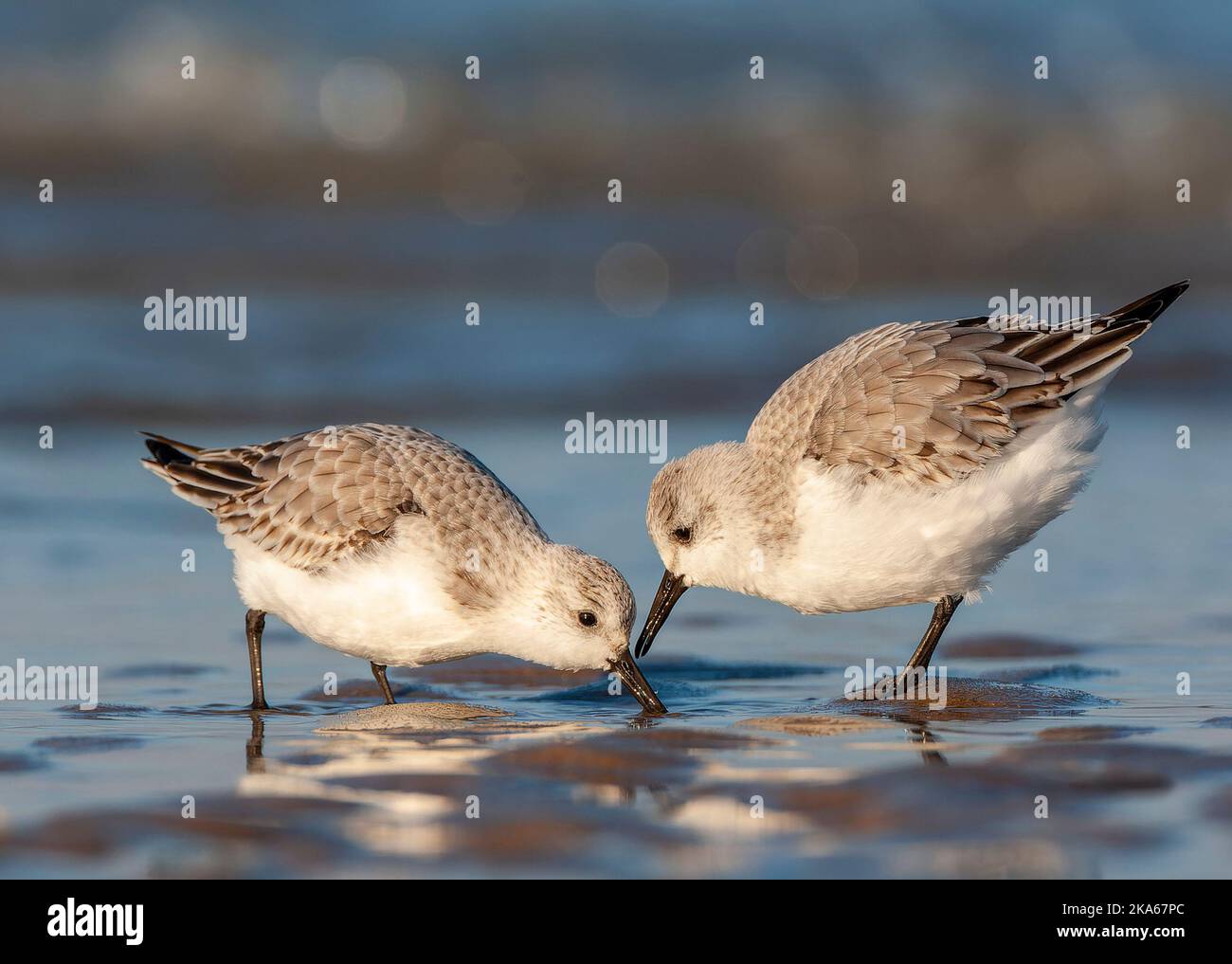 Sanderling (Calidris alba) on North Sea beach in the Netherlands. Two ...