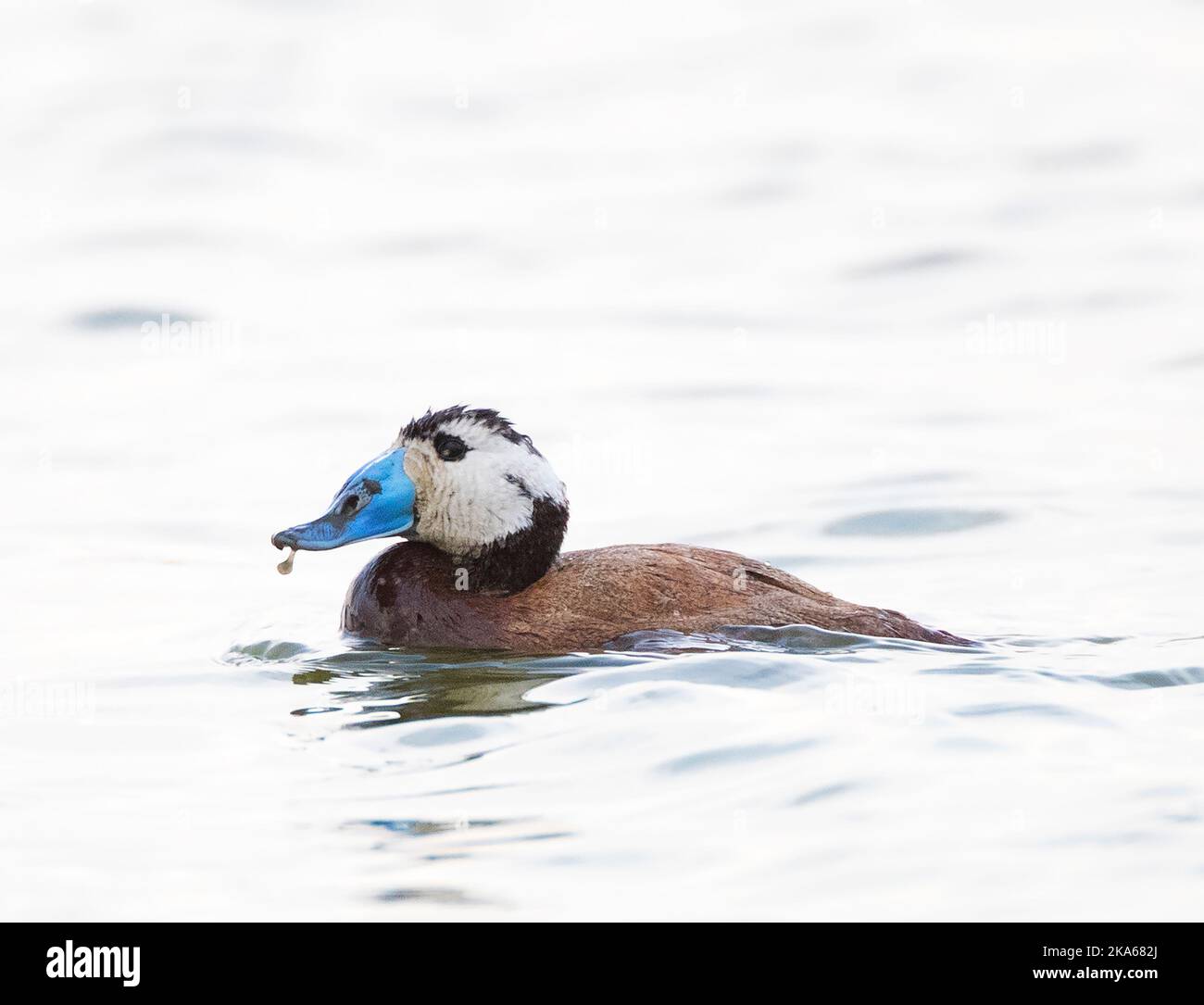 Male White-headed Duck (Oxyura leucocephala) in Laguna de Navaseca ...