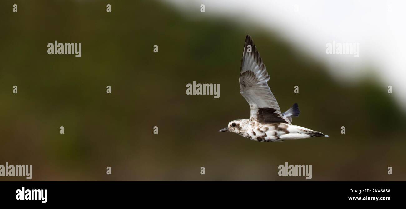 Vliegende Zilverplevier; Grey Plover (Pluvialis squatarola) in flight ...