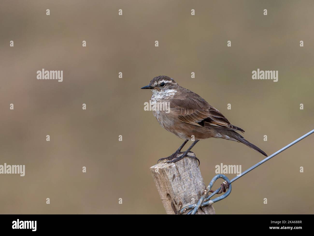 Buff-winged cinclodes (Cinclodes fuscus) in Argentina. Perched on a ...