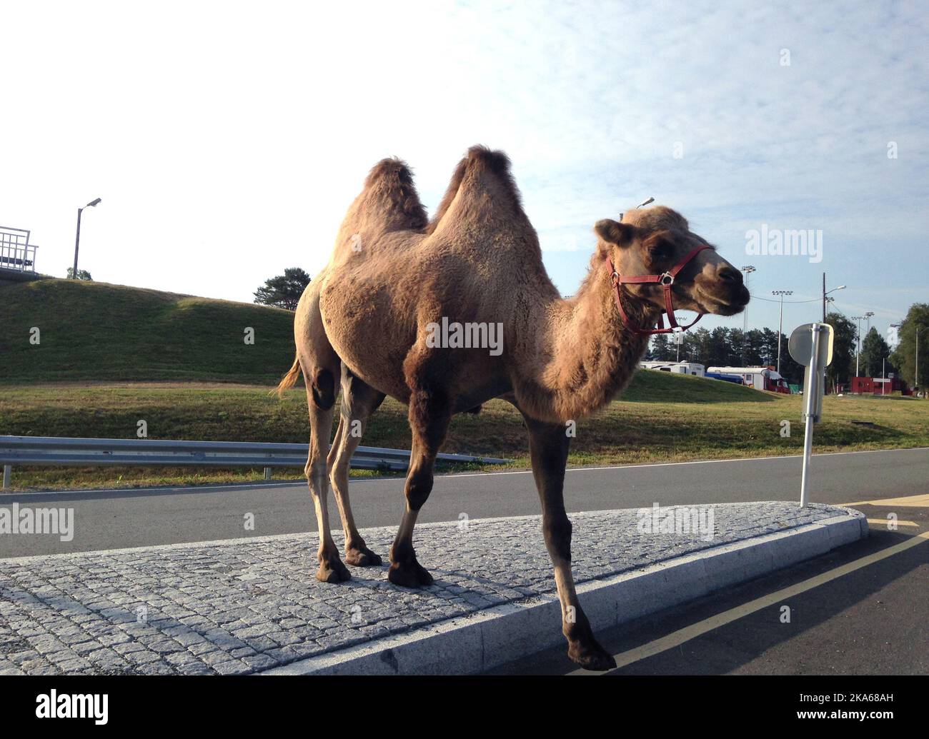 Arnardos hi-res stock photography and images - Alamy