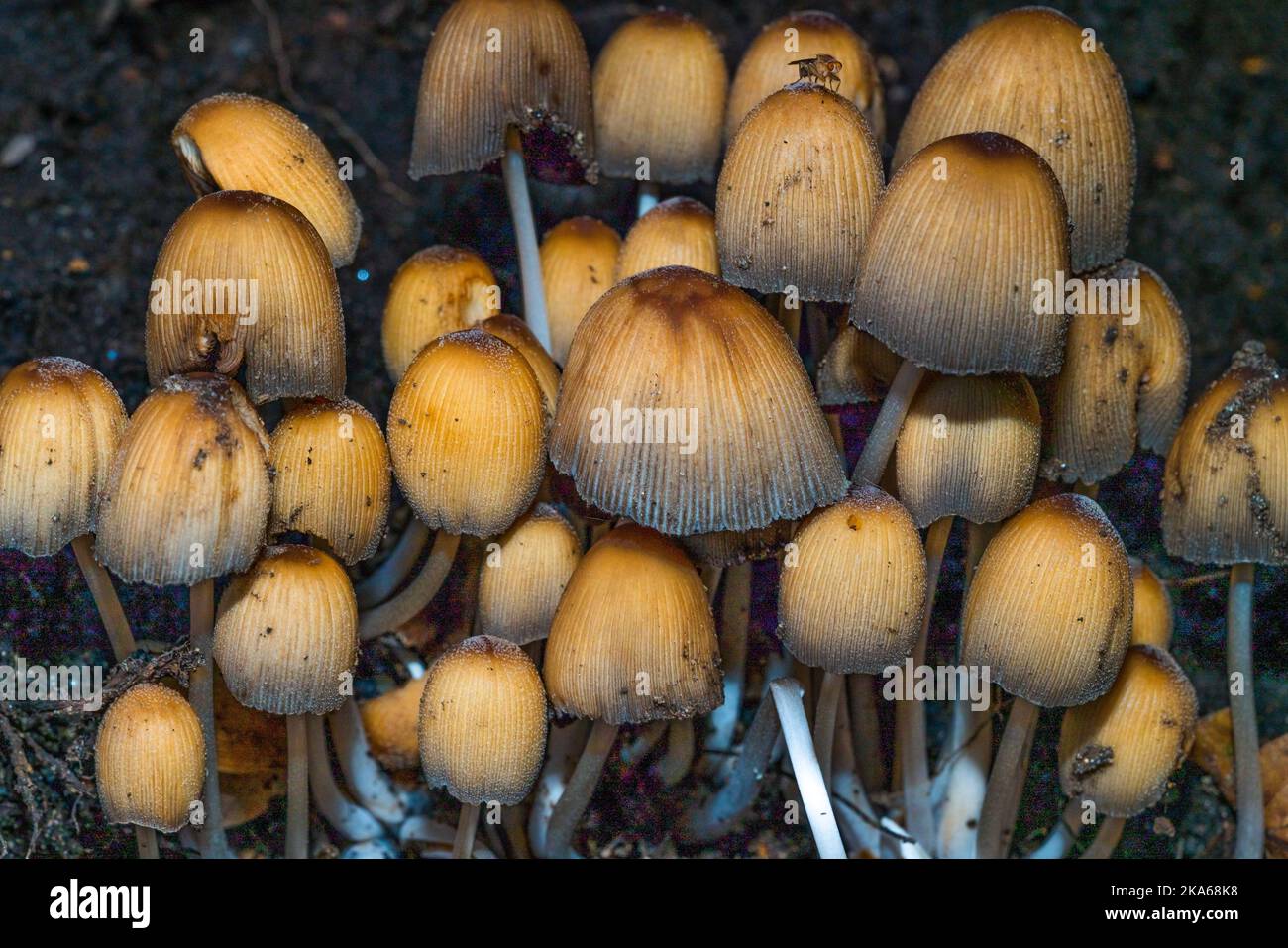 Coprinellus micaceus, mushroom-forming fungus, Psathyrellaceae ...