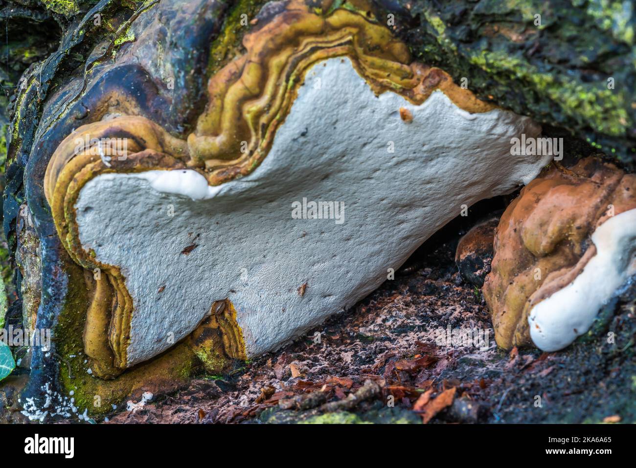 Conk, Ganoderma, applanatum, fungus, hyphae, mushroom, adapted to ...
