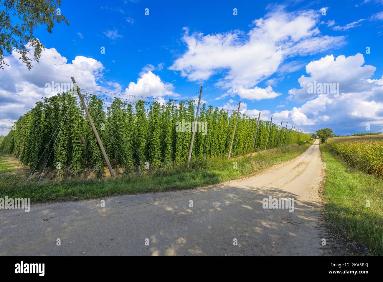 Growing hops in a hop garden in Bavaria, in an area called Hallertau ...