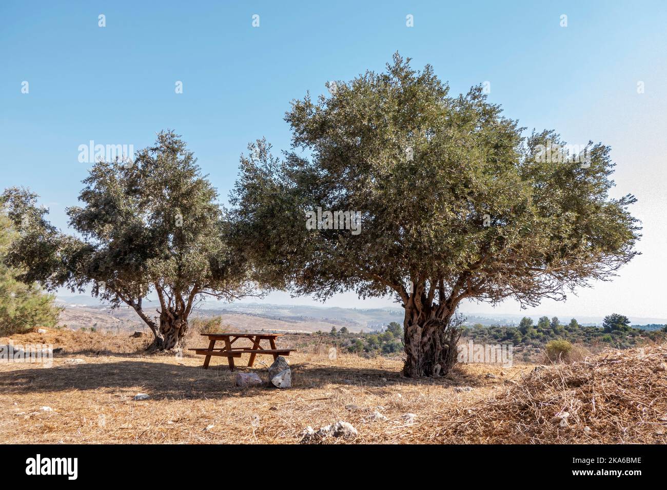 Olive trees with ripe fruits among foliage. Close up view, blur nature ...