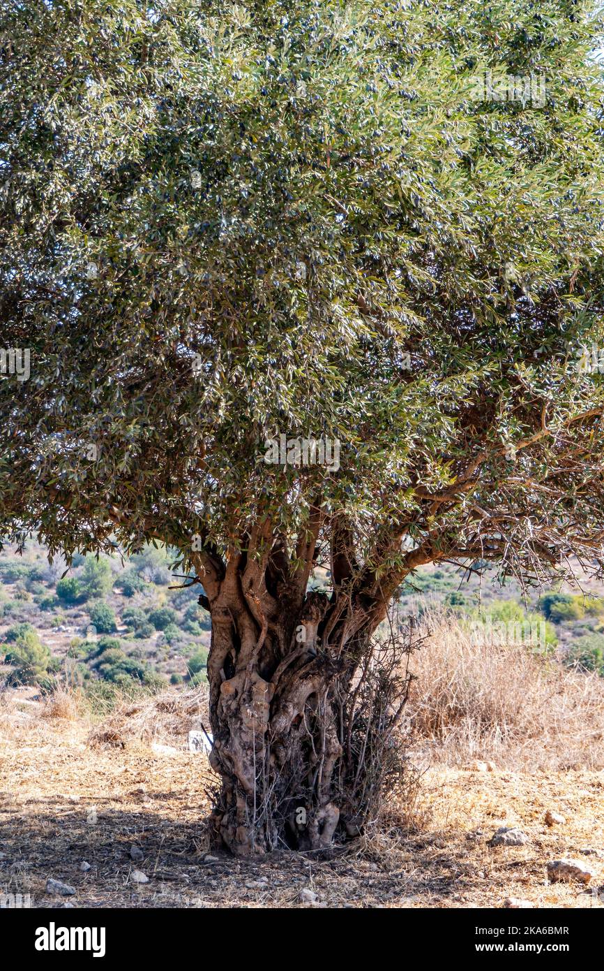 Olive trees with ripe fruits among foliage. Close up view, blur nature ...