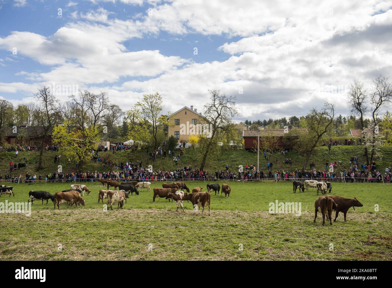Oslo, Norway 20150503. After a long winter in the cowshed the happy ...