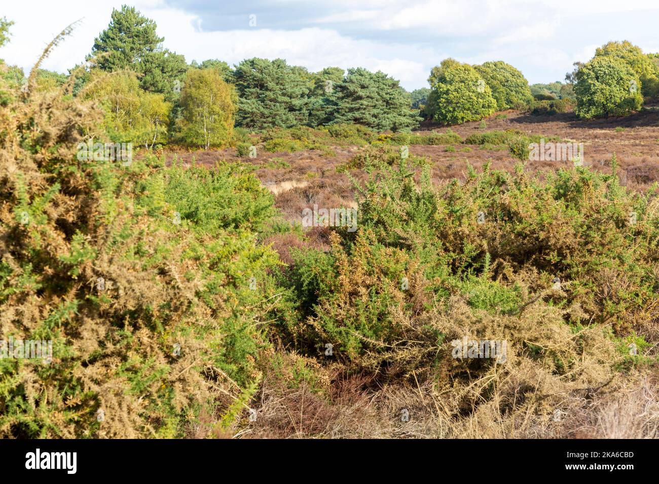 Heathland landscape gorse and heather vegetation, Sutton Heath, Suffolk ...