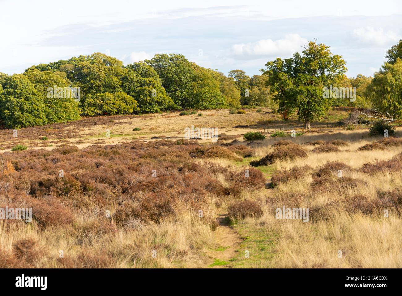 Heathland landscape heather vegetation, Sutton Heath, Suffolk Sandlings ...