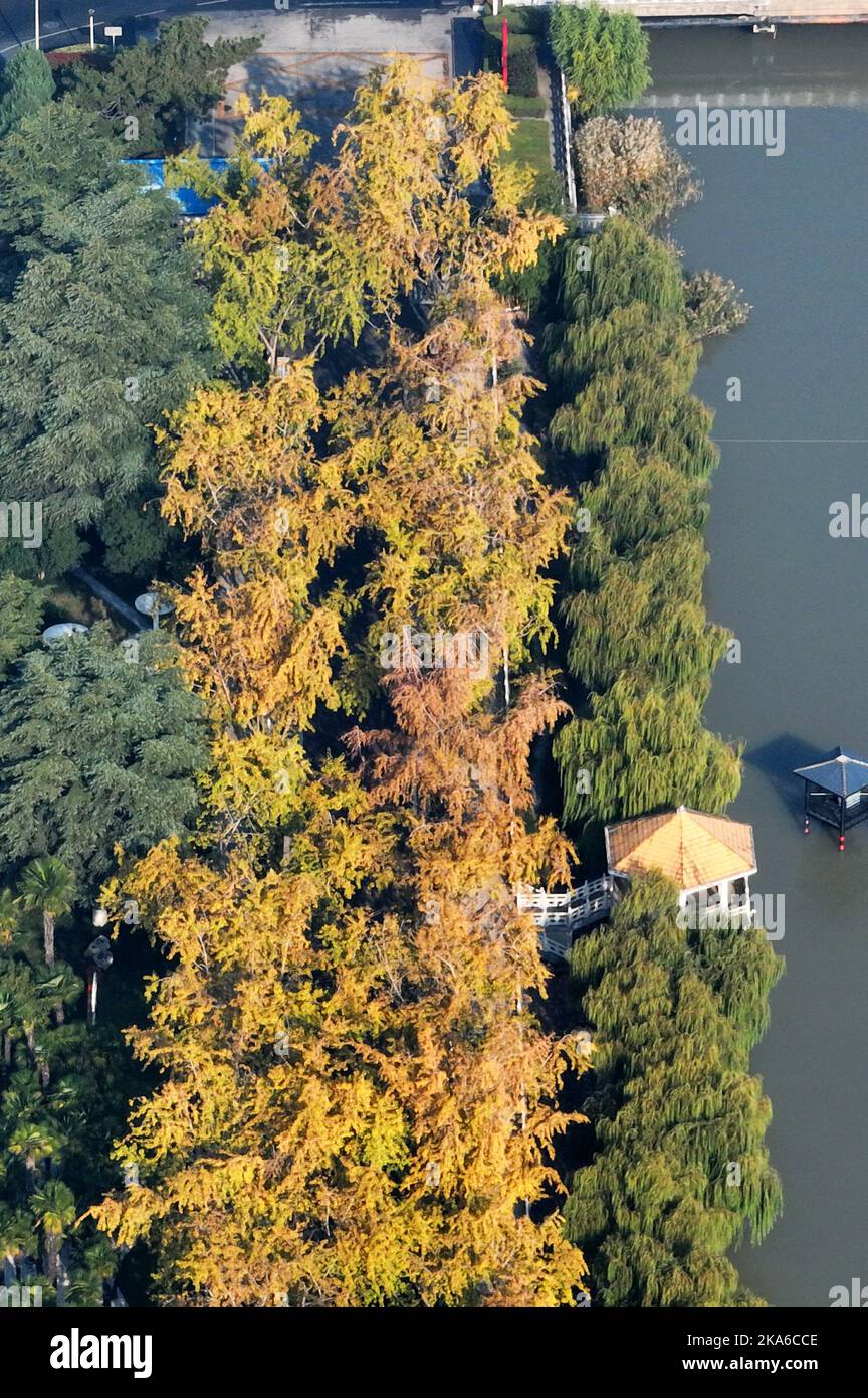 Aerial photos show that thousands of ginkgo leaves turn yellow in ...