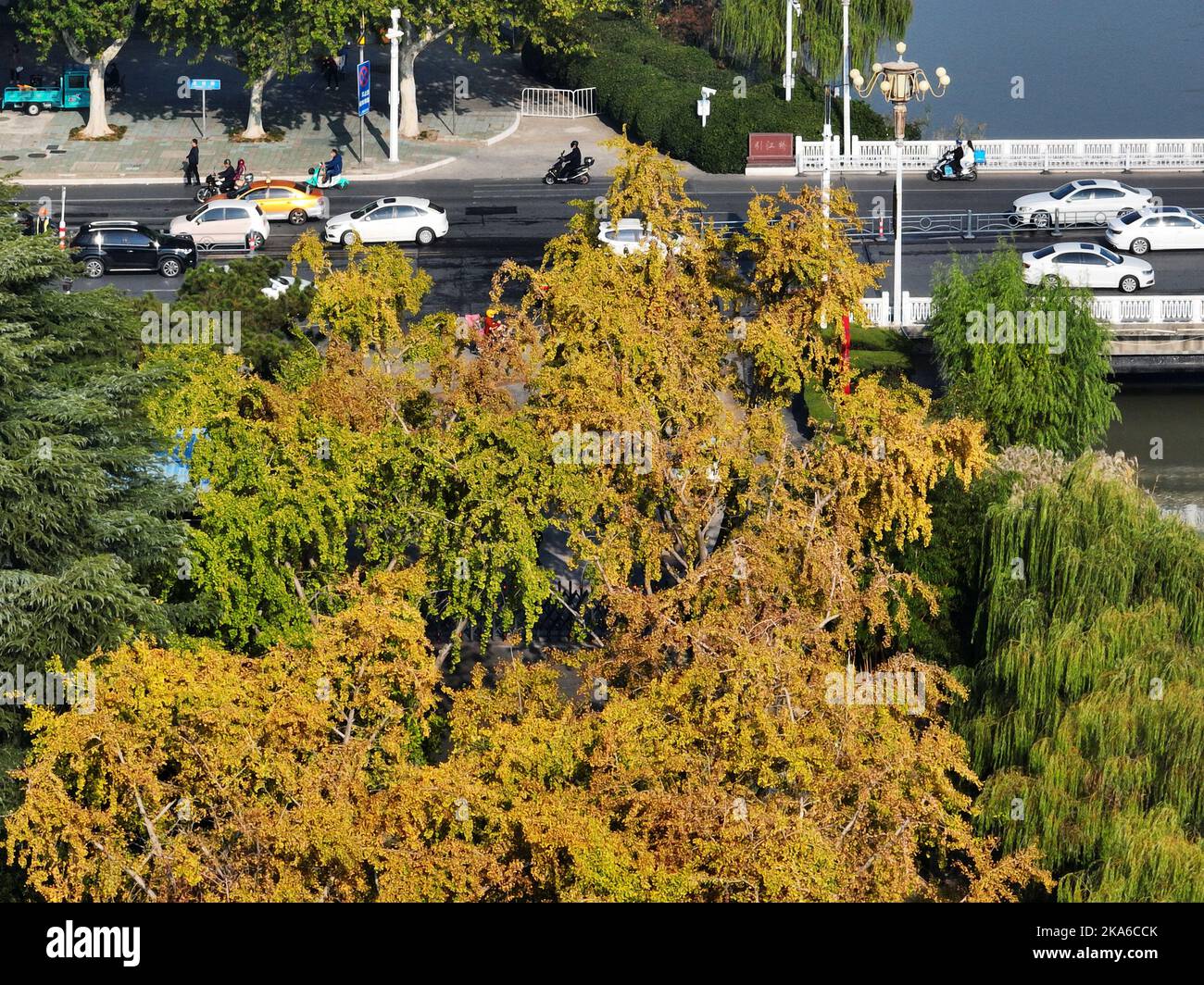 Aerial photos show that thousands of ginkgo leaves turn yellow in ...