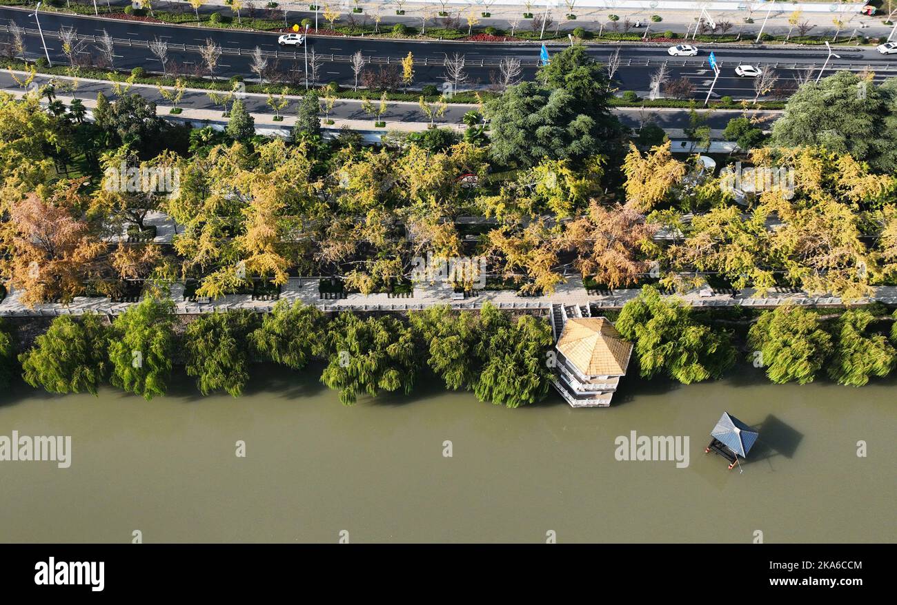 Aerial photos show that thousands of ginkgo leaves turn yellow in ...