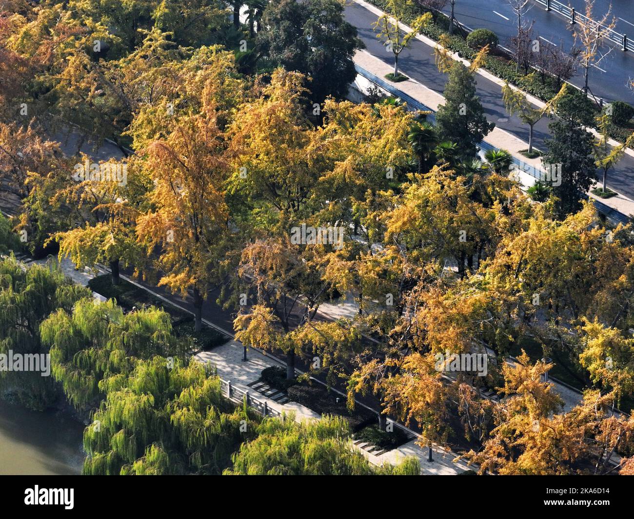 Aerial photos show that thousands of ginkgo leaves turn yellow in ...