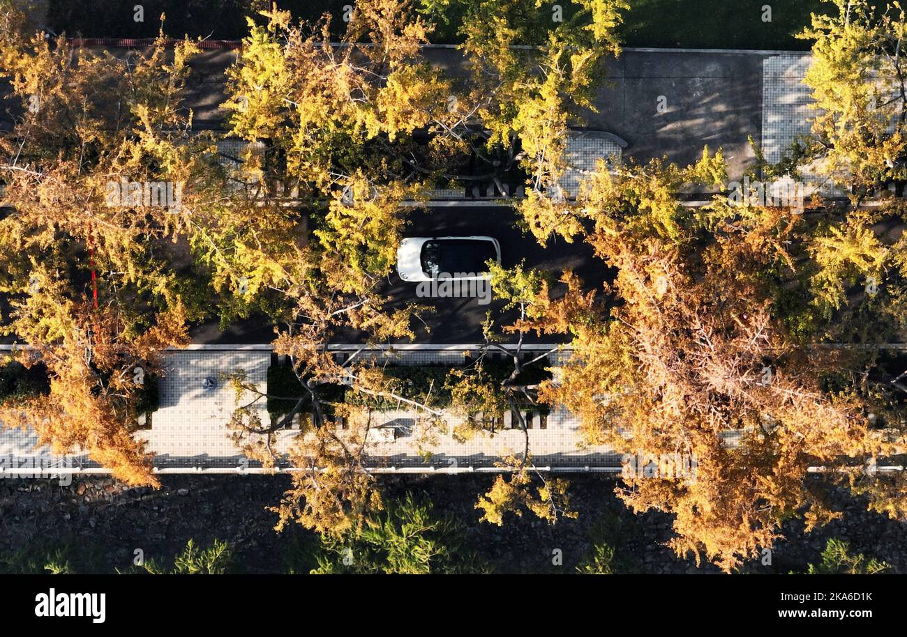 Aerial photos show that thousands of ginkgo leaves turn yellow in ...