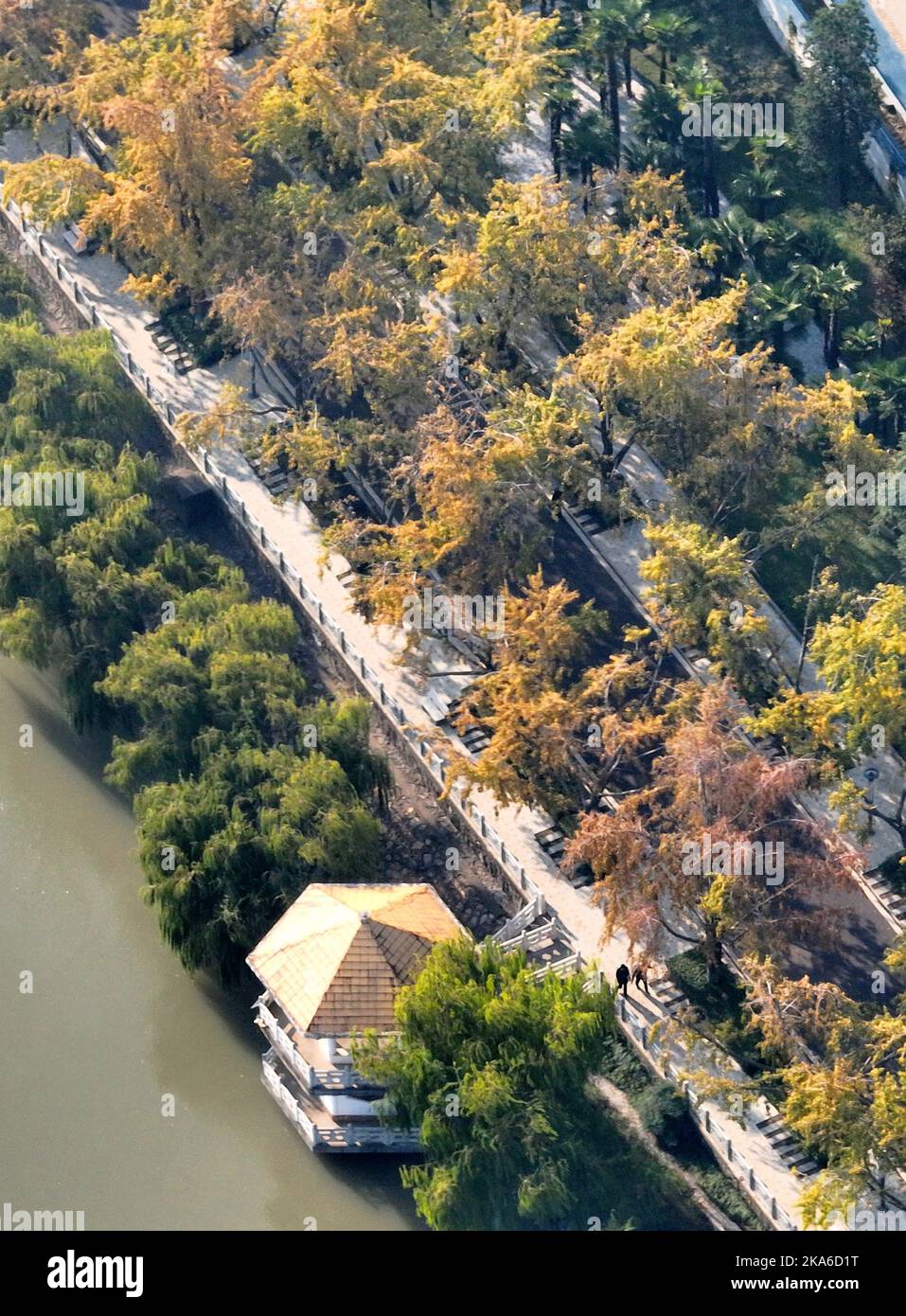 Aerial photos show that thousands of ginkgo leaves turn yellow in ...