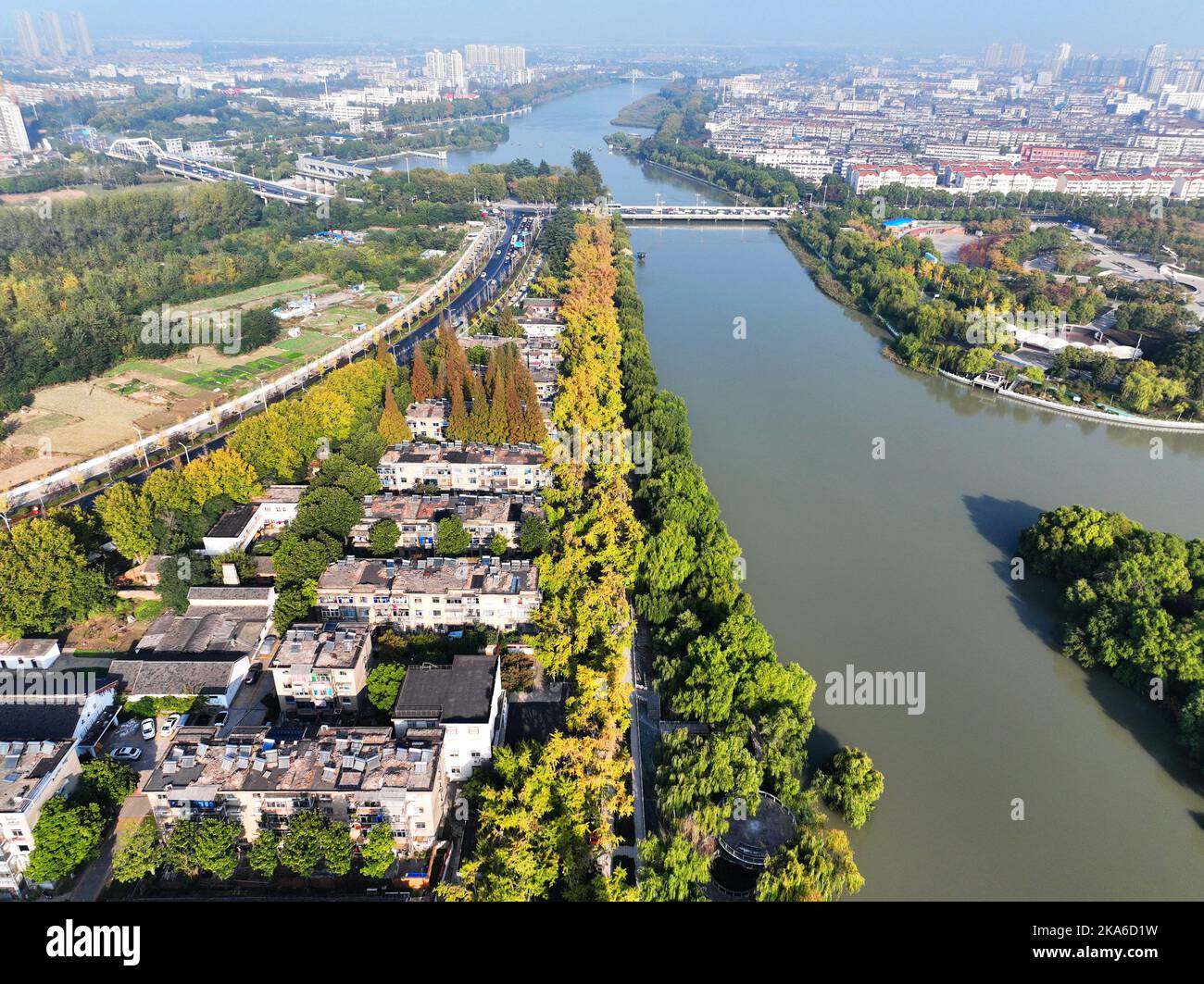 Aerial photos show that thousands of ginkgo leaves turn yellow in ...